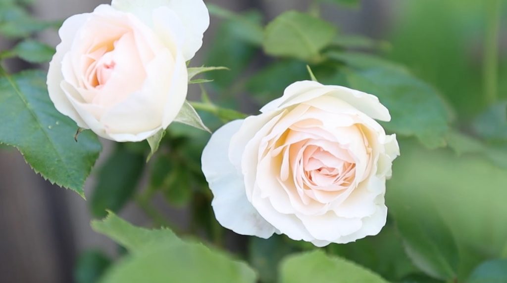 5 Best Cottage Garden Roses to Grow in Your Yard - Hydrangea Treehouse