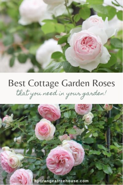 5 Best Cottage Garden Roses to Grow in Your Yard - Hydrangea Treehouse