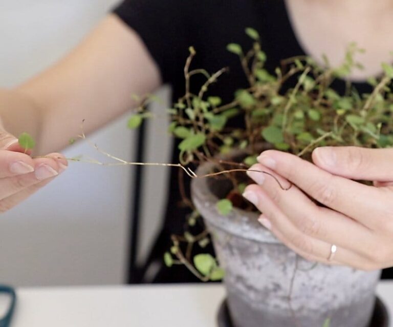 How to Propagate Angel Vine: Step-by-step Guide - Hydrangea Treehouse