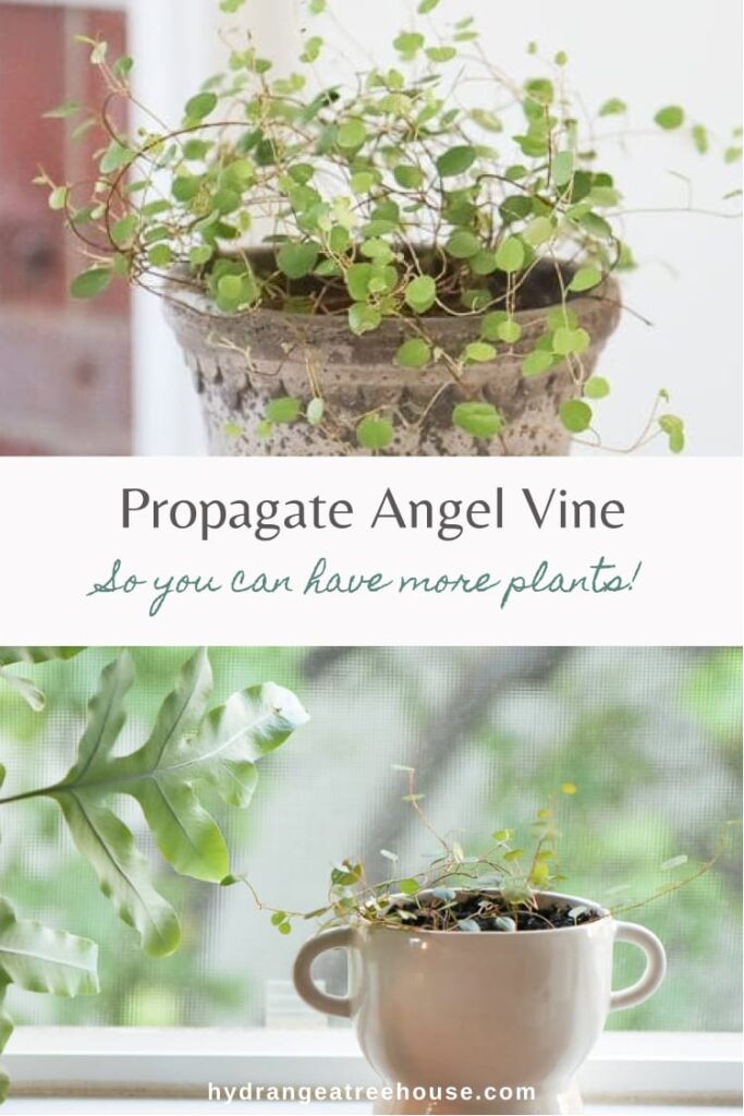 How to Propagate Angel Vine: Step-by-step Guide - Hydrangea Treehouse